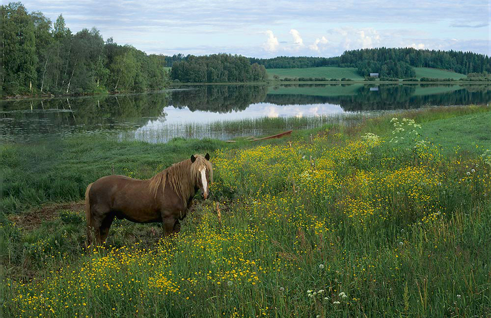 Hevonen - Juupajoki - Maisema- ja Luontokuvia - HEIKKI NIKKI